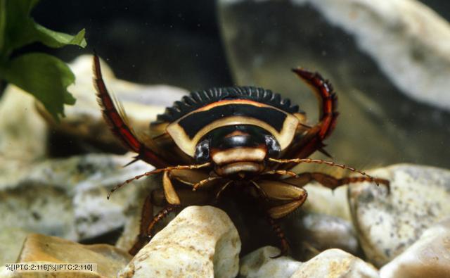 Great diving beetle - Alchetron, The Free Social Encyclopedia