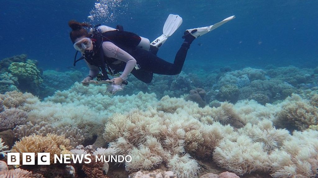 El daño sin precedentes de los arrecifes de la Gran Barrera de Coral