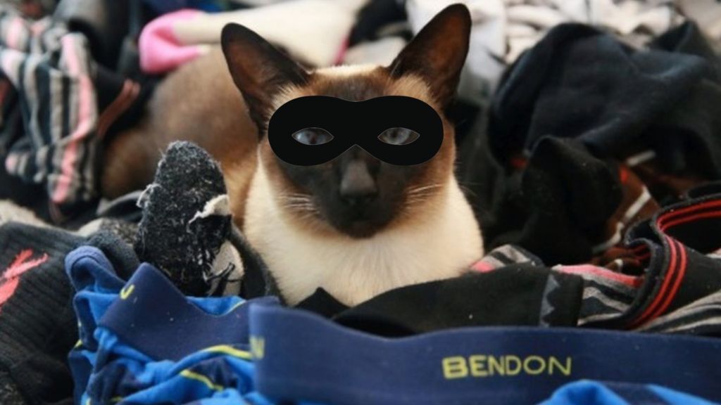 Pant-stealing cat burglar Brigit's New Zealand crime spree - BBC News Pant-stealing cat burglar Brigit's New Zealand crime spree - BBC News