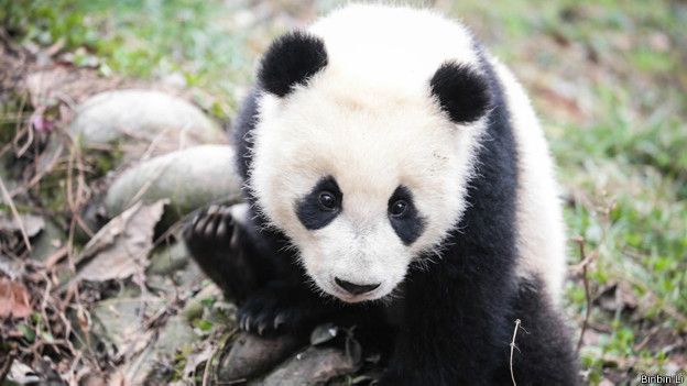 Por que é importante salvar os pandas BBC News Brasil