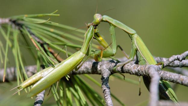 Bbc Earth A Mating Mantis Plays A Deadly Sex Game