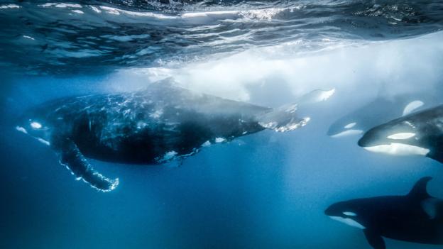 BBC - Earth - Epic orca and whale battle caught on camera BBC - Earth - Epic orca and whale battle caught on camera