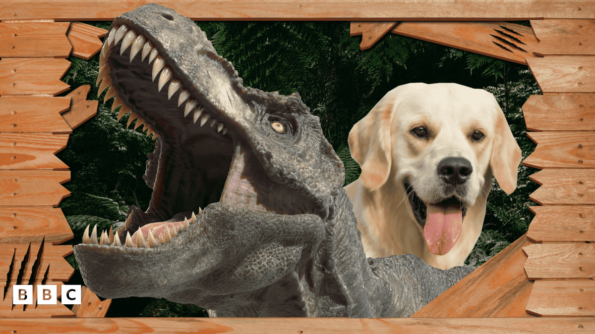 Dinosaur or Labrador | Dinosaur Day, Fun children's quiz about ...