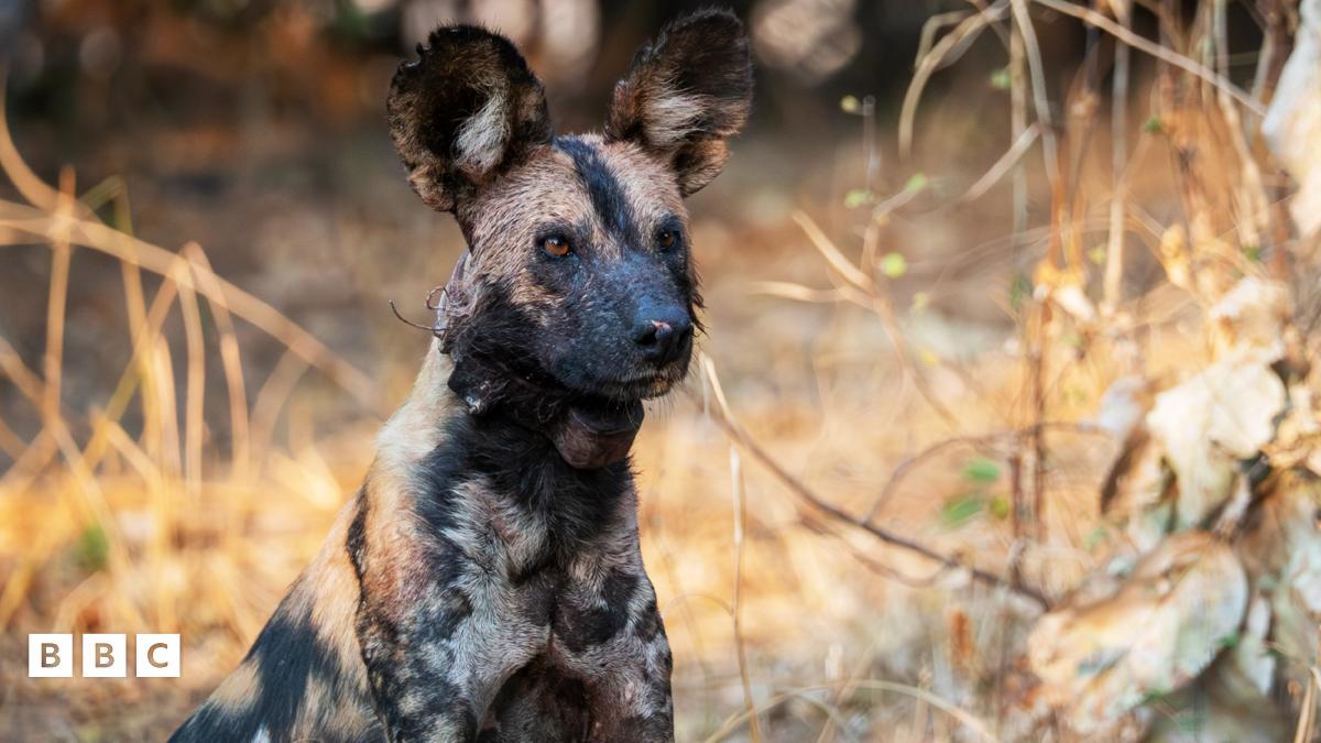 Kingdom Quiz 4: The wild dogs, Storm and her pack - CBBC