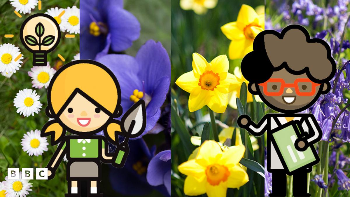 Flower quiz: Are you a secret botanist? - CBBC