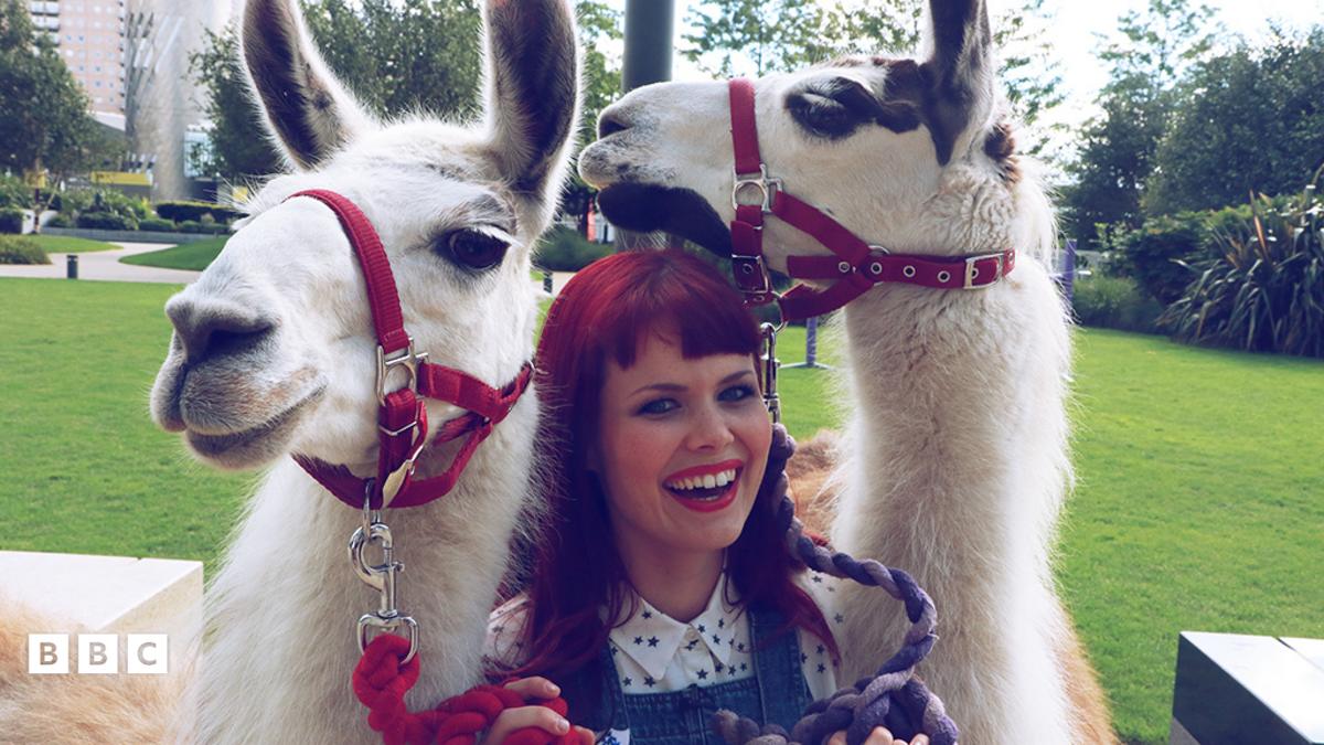 Lindsey tries to interview llamas - CBBC