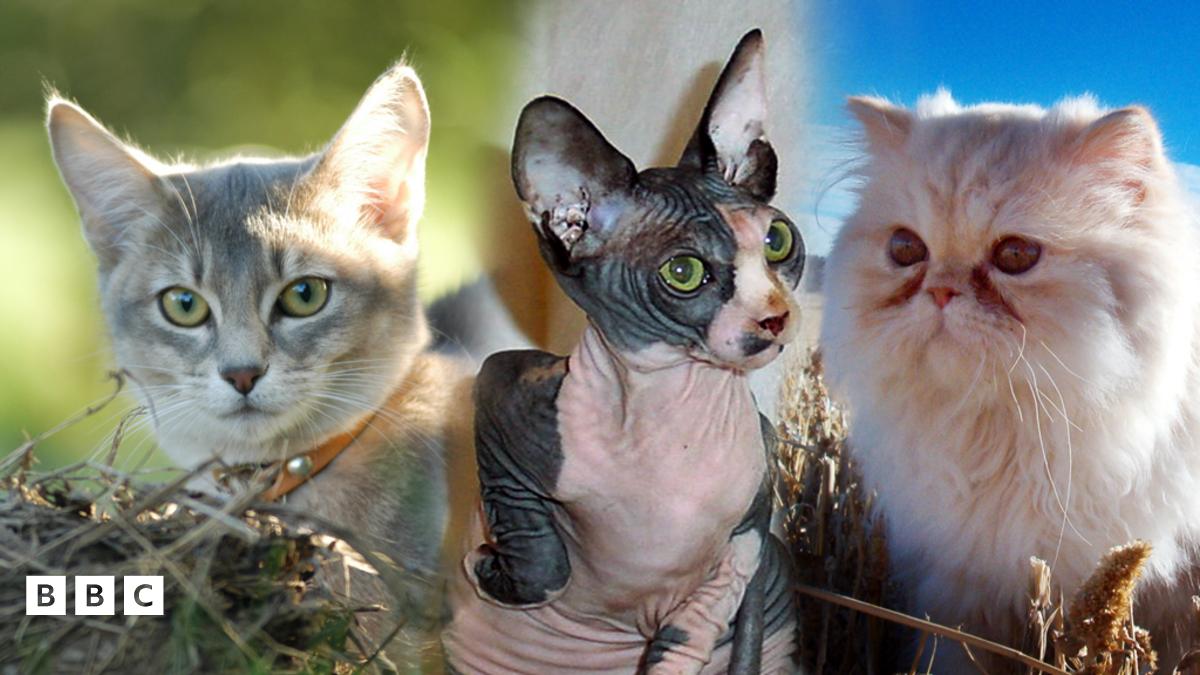 Quiz: What type of cat are you? - CBBC