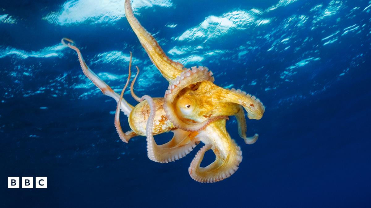World Ocean Day Quiz | Which sea creature are you? | Fun Wildlife ...