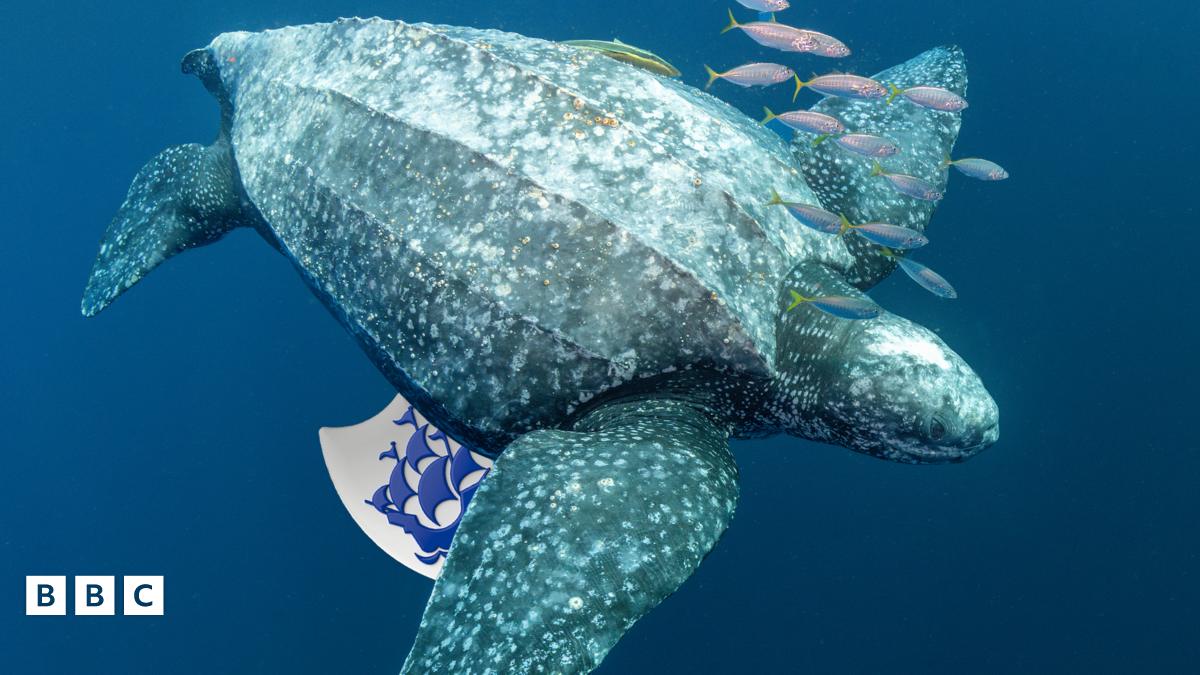 A fun and educational quiz about sea creatures found in UK waters for ...