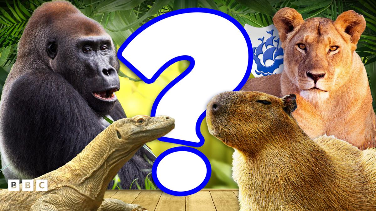 Blue Peter Quiz: Fun personality quiz for kids - Which zoo animal are ...