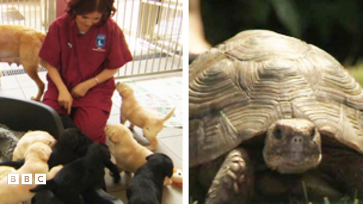 Blue Peter pets: Henry The Dog - CBBC