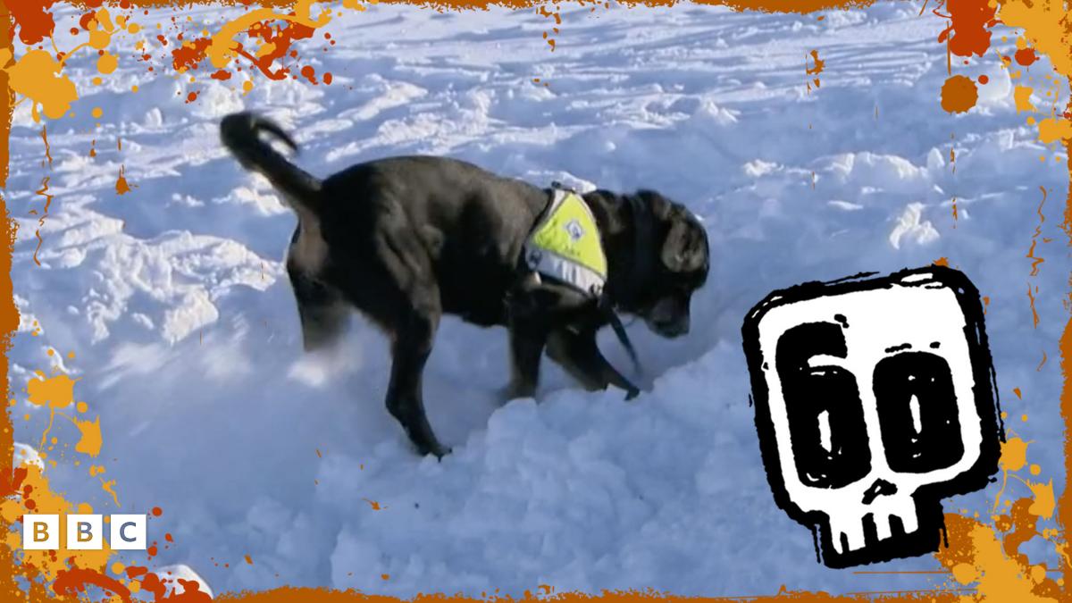 Steve’s snow rescue - CBBC
