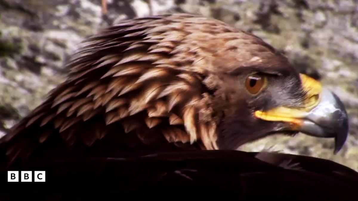 Autumnwatch: Coming Soon - CBBC