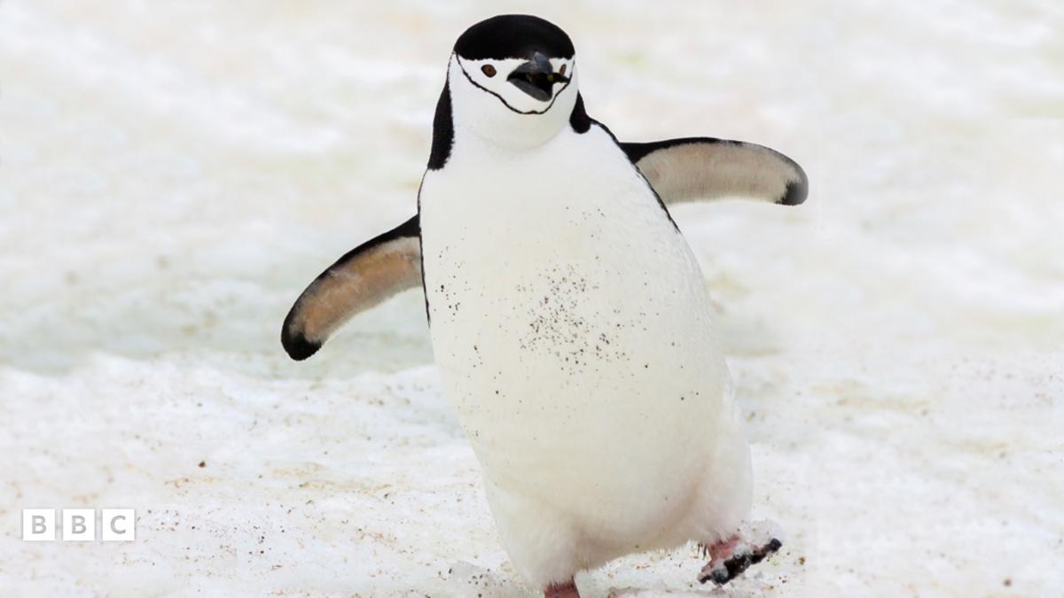 4 reasons penguins are the coolest - CBBC