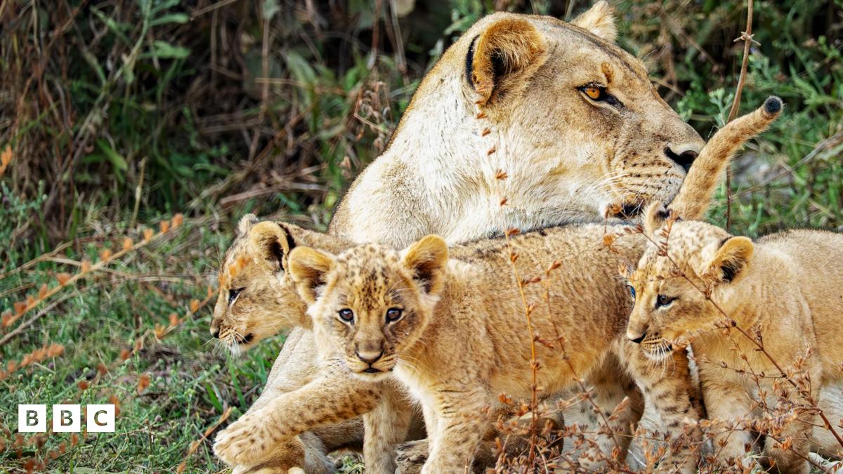 Kingdom Quiz 5: How much do you know about lions? - CBBC