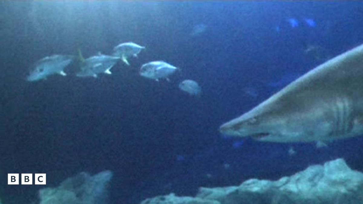 Steve Dives with Sharks - CBBC