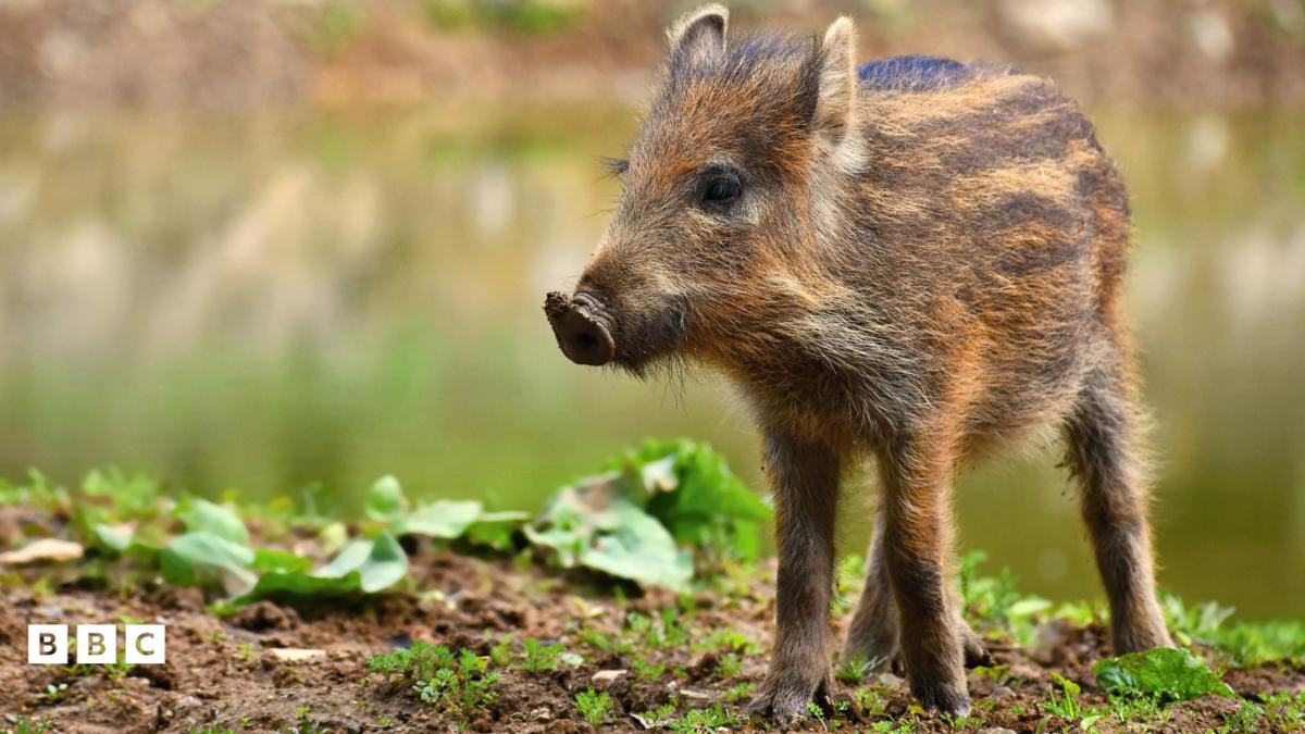 Super cute wild boar babies - CBBC