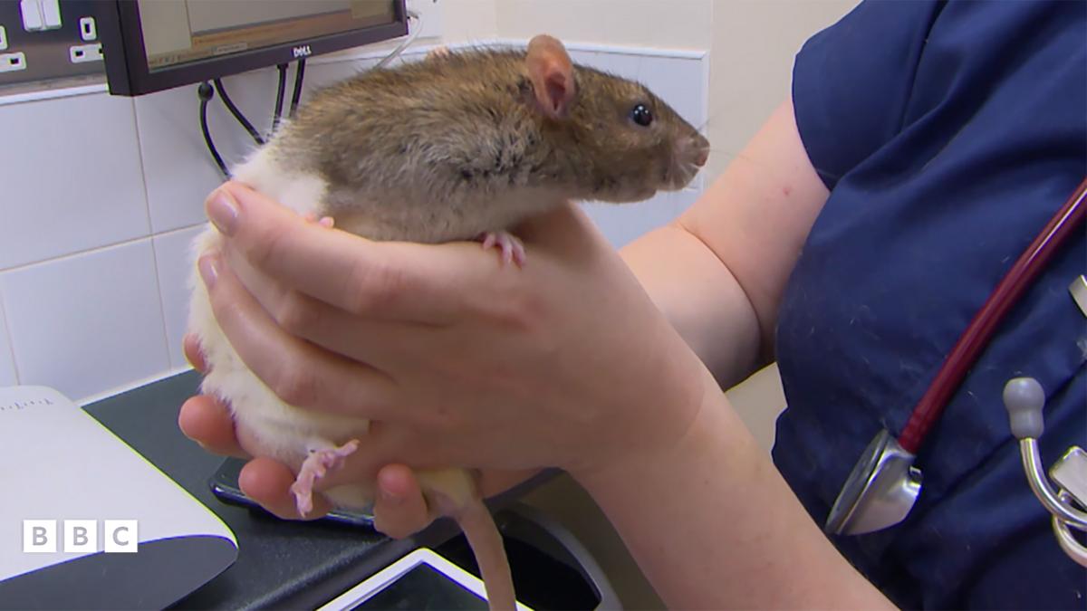 Reggie the rat gives Cat the runaround - CBBC