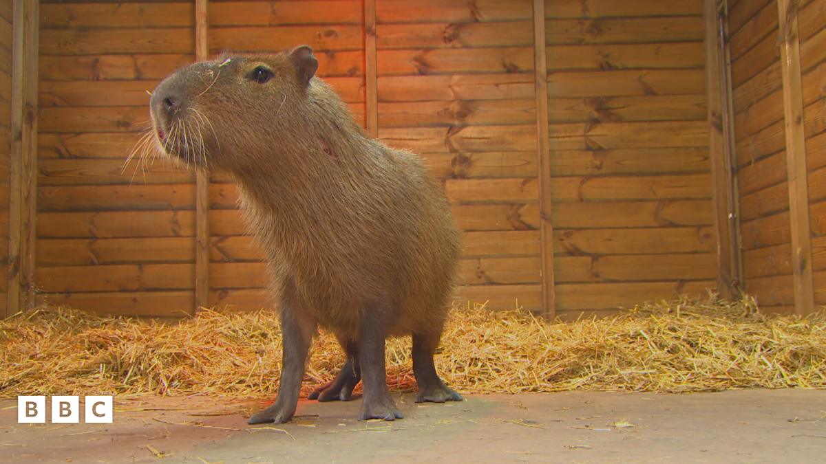 pet capybara uk