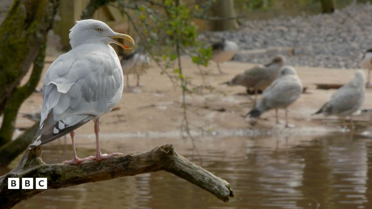 Sid the seagull disappears - CBBC