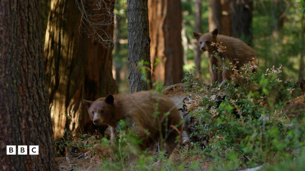 How much do you know about grizzly bears? - CBeebies
