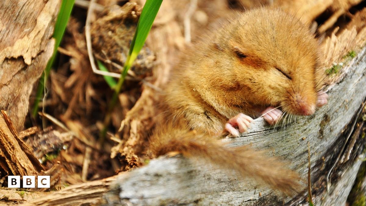 hibernating animals bbc