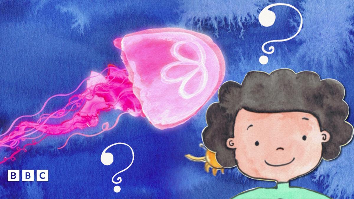 jellyfish cbeebies