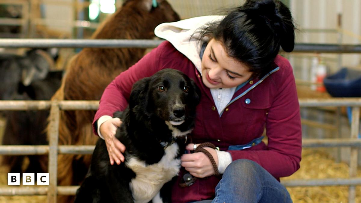 Sheepdogs Fact File - CBeebies