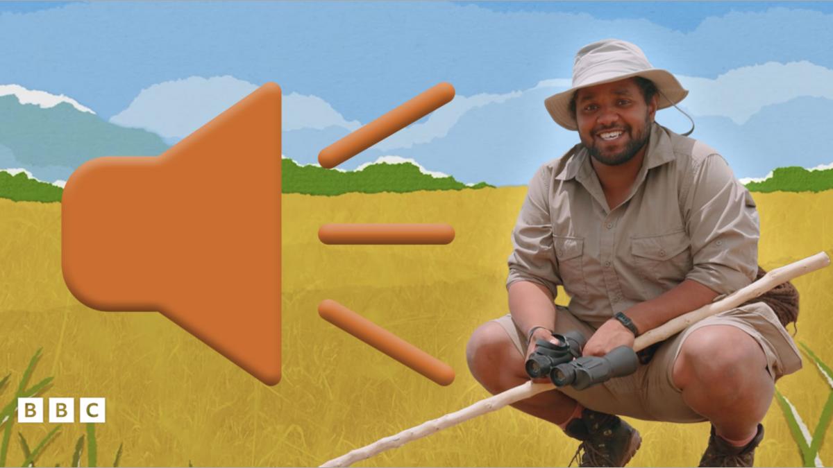 Easy animal call quiz with Hamza for young children - CBeebies