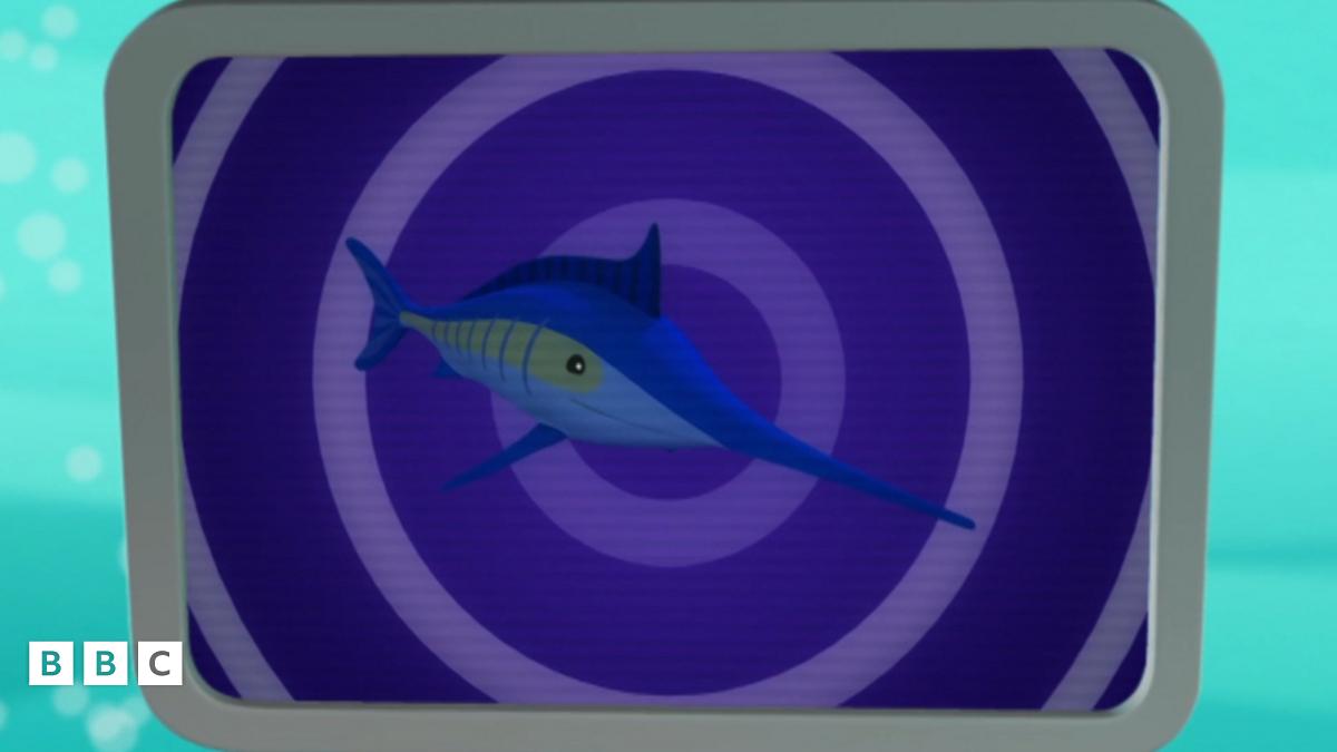 Swordfish Creature Report - CBeebies