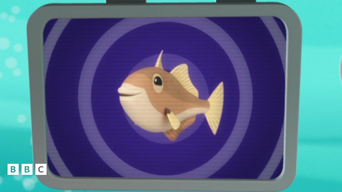 Triggerfish Creature Report - CBeebies