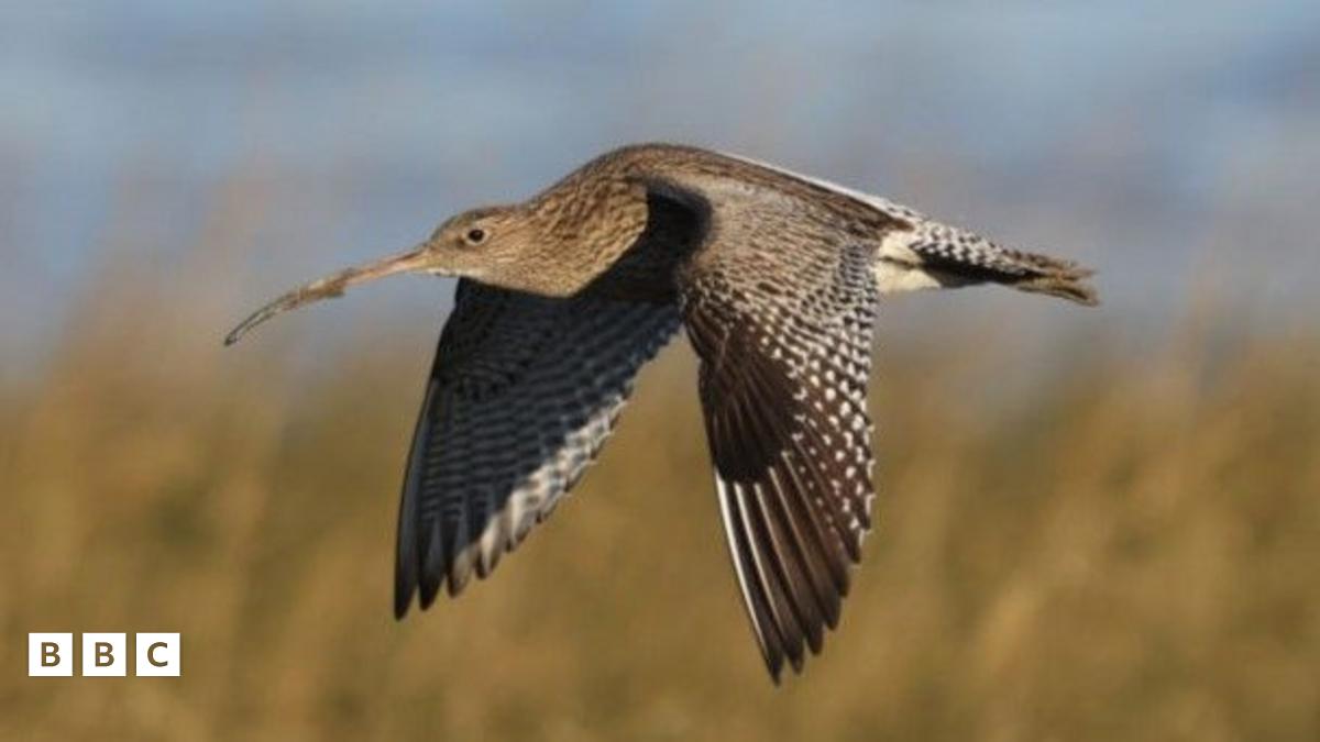 Technoleg wrth galon ymdrechion i adfer y Gylfinir - BBC Cymru Fyw