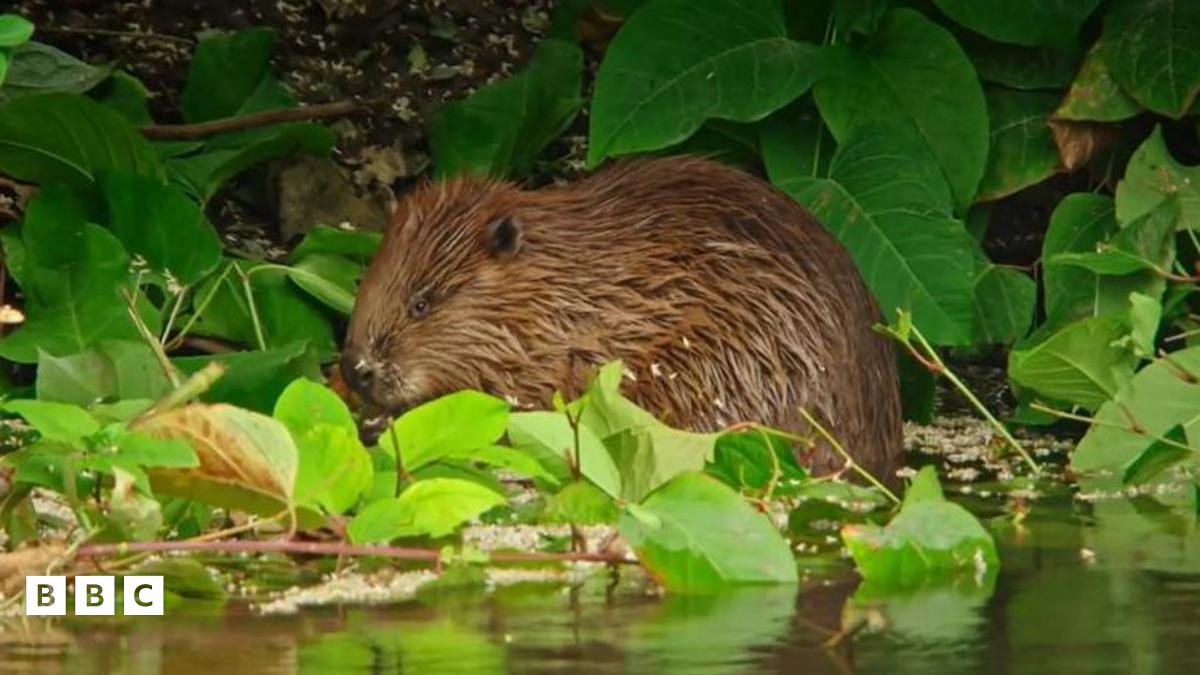 Cwestiynau am ymddangosiad afanc gwyllt yn Afon Dyfi - BBC Cymru Fyw