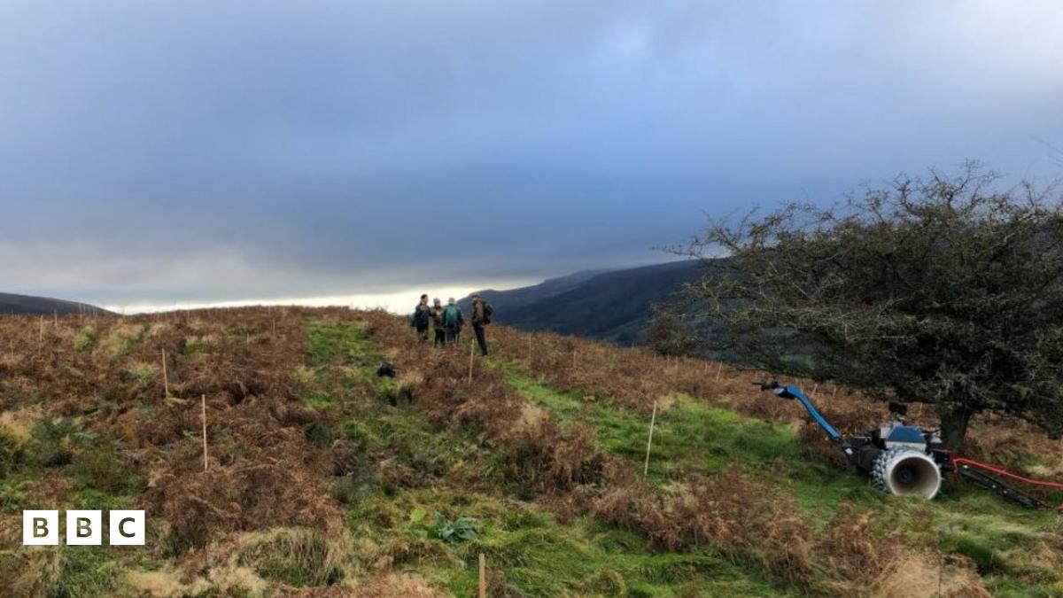 Plannu coed: Cynllun i geisio cadw tir yn nwylo pobl leol - BBC Cymru Fyw
