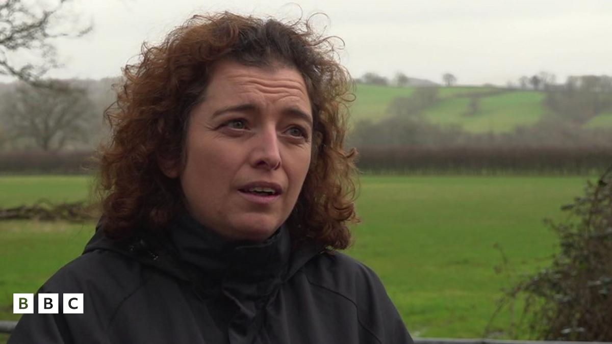 'Plannu coed Covid y llywodraeth yn bygwth cefn gwlad' - BBC Cymru Fyw