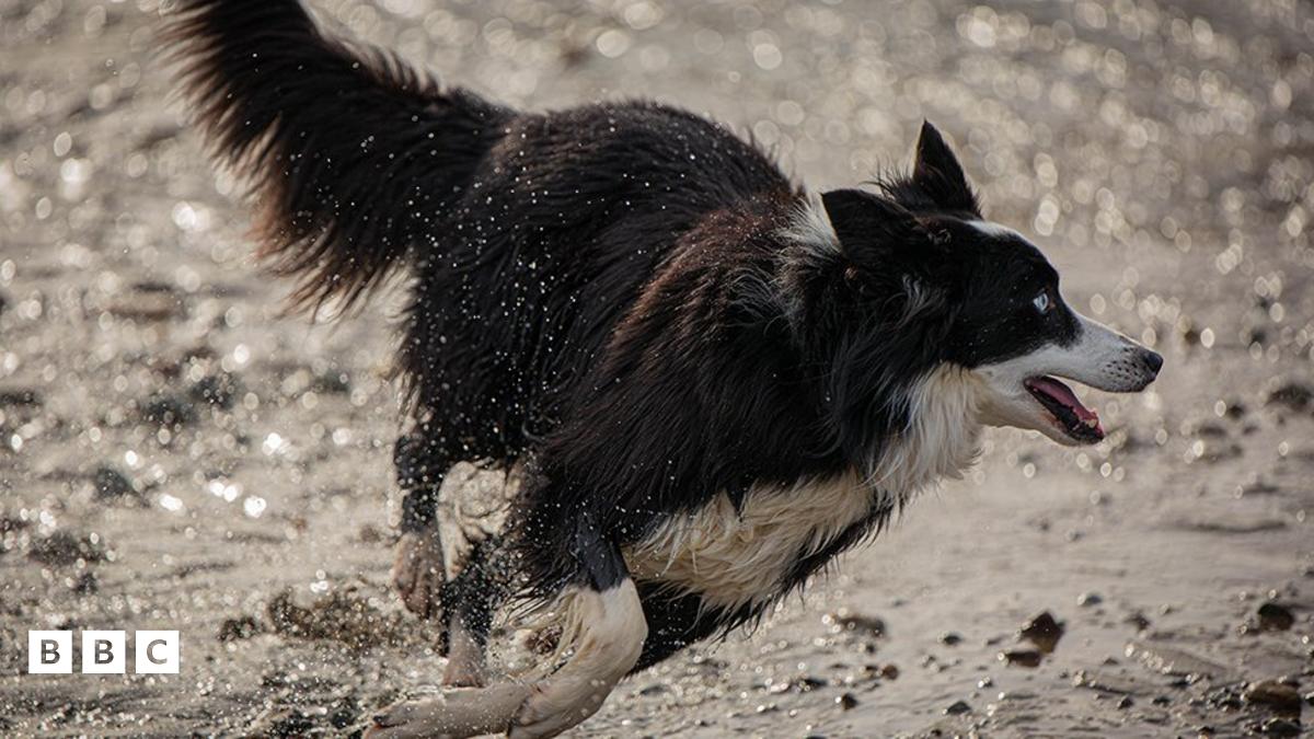 Bywyd mewn lluniau: Y gitarydd Rhys Parry - BBC Cymru Fyw