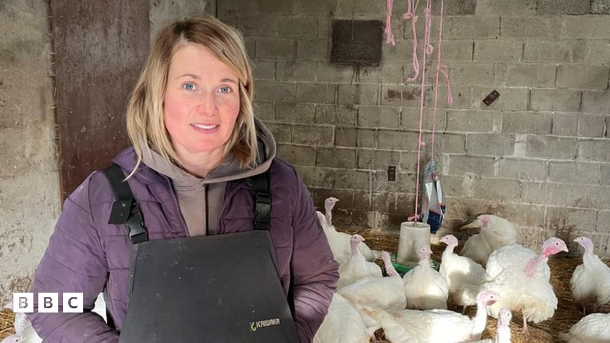 Prinder pobl i bluo tyrcwn yn bryder i fridwyr - BBC Cymru Fyw