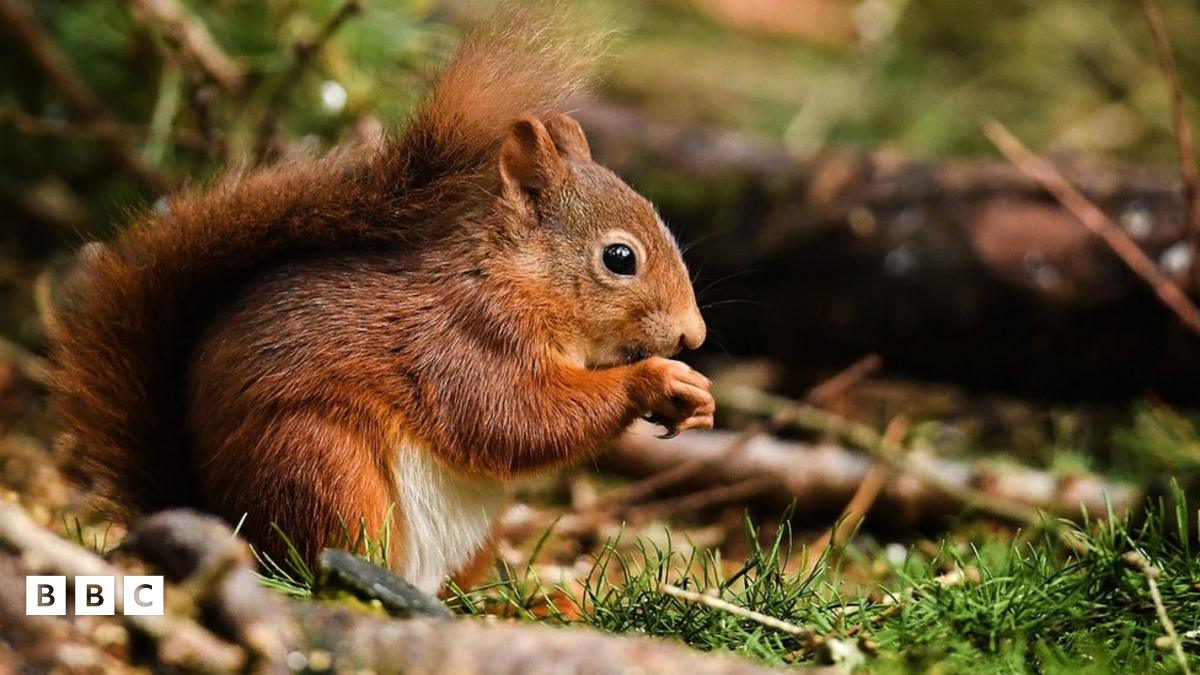 Pryder am dorri coed yn un o gadarnleoedd y wiwer goch - BBC Cymru Fyw