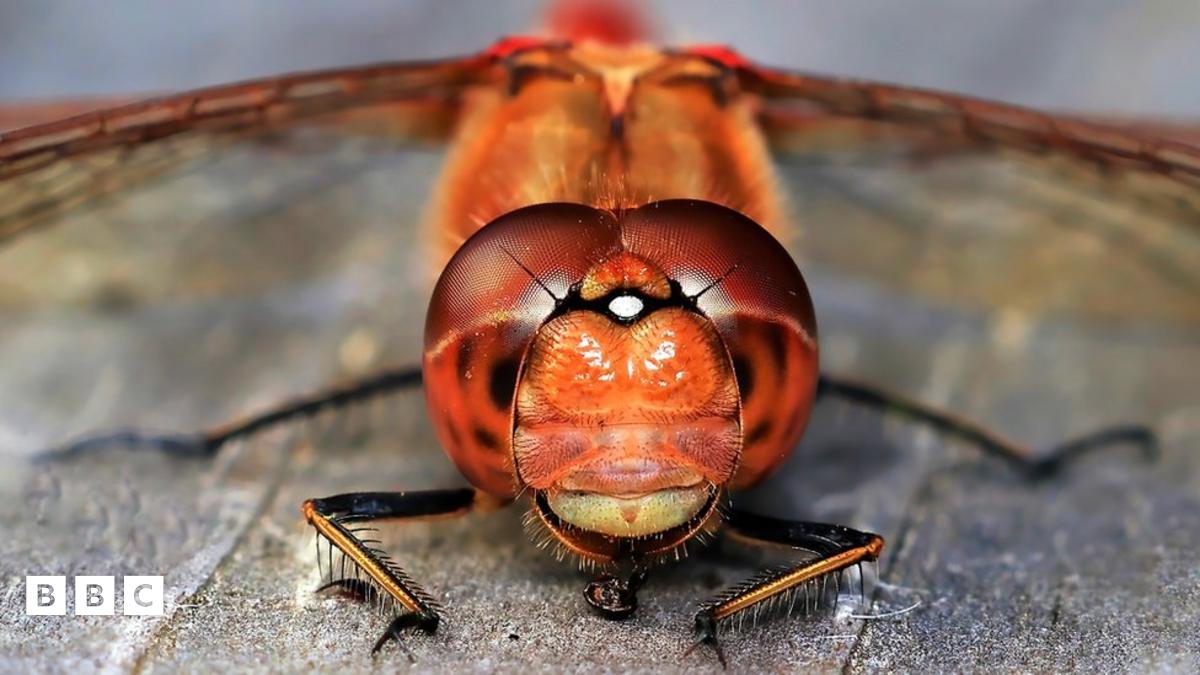 'Trychfilod fel pobl': hobi newydd yn llesol i ŵr o Fôn - BBC Cymru Fyw