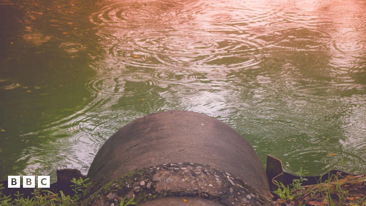 Rheolau slyri newydd yn 'fygythiad i swyddi a busnesau' - BBC Cymru Fyw