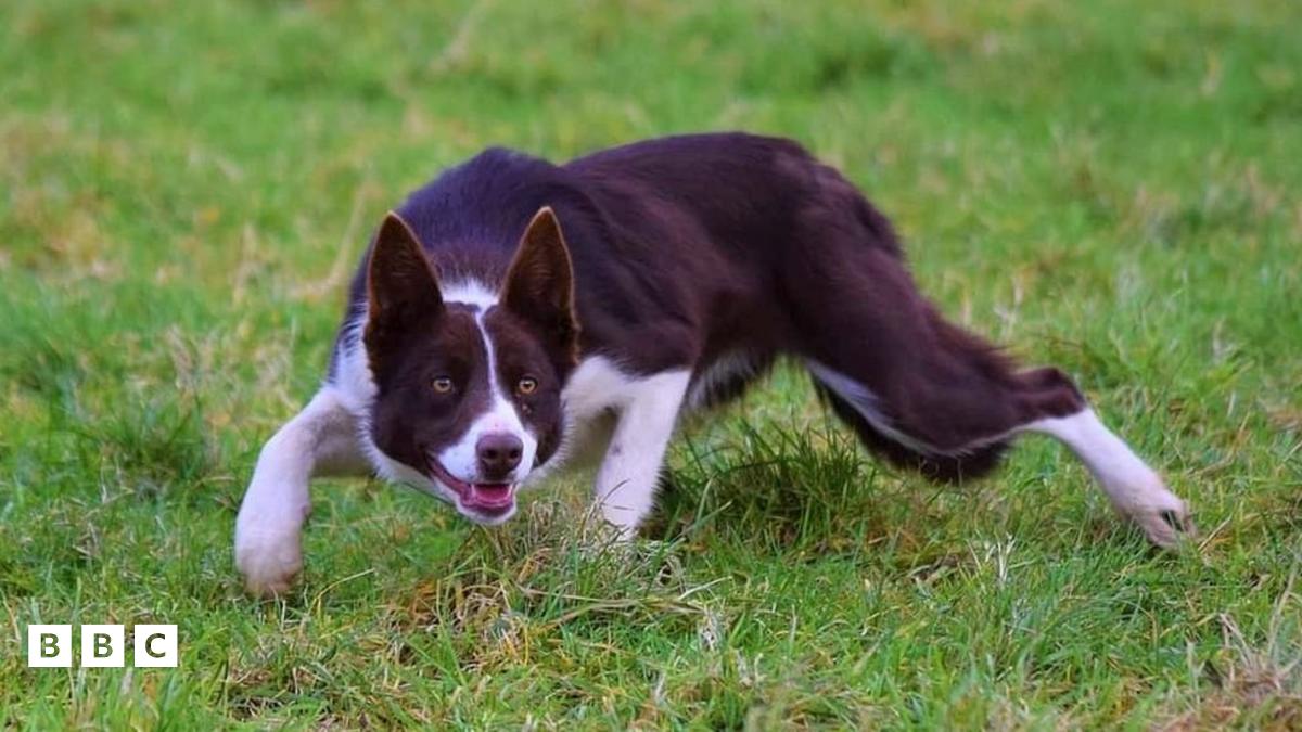 Ci defaid o Geredigion yn gwerthu am record o dros £27,000 - BBC Cymru Fyw