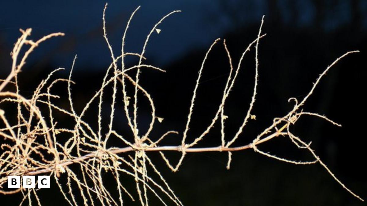 Yr hydref mewn lluniau // Autumn 2015 in pictures - BBC Cymru Fyw