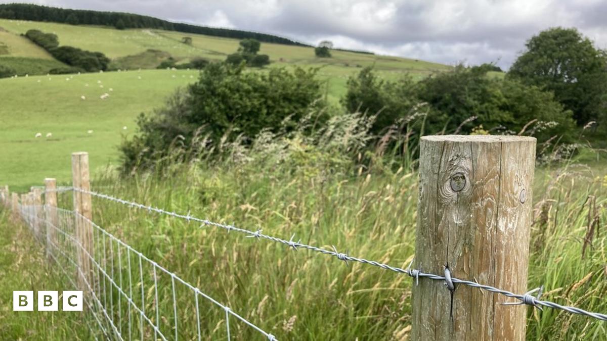 Arweinwyr amaeth yn gwrthod cynllun coed Llywodraeth Cymru - BBC Cymru Fyw