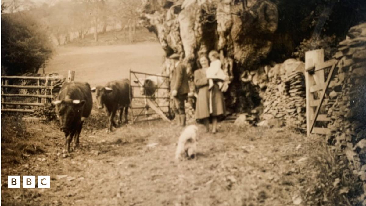 Hanes derwen Pontfadog a'n coed hynafol eraill - BBC Cymru Fyw