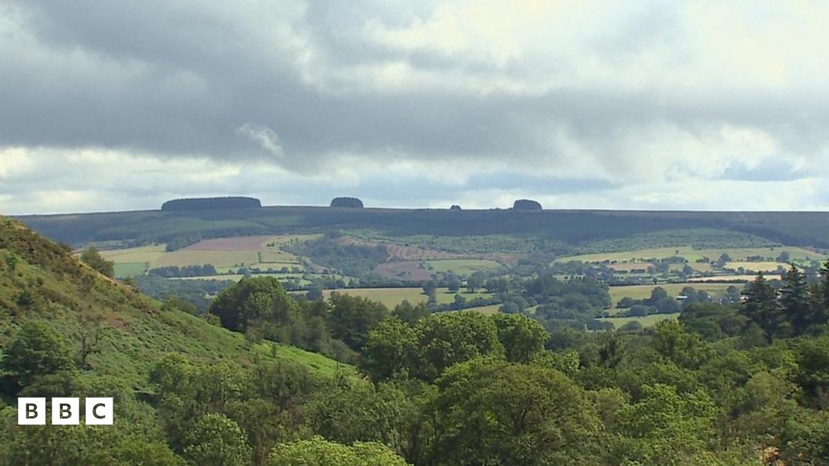 £1.3m o grantiau plannu coed wedi mynd tu allan i Gymru - BBC Cymru Fyw