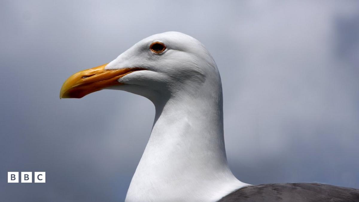 I le mae gwylanod Y Bermo wedi mynd? - BBC Cymru Fyw