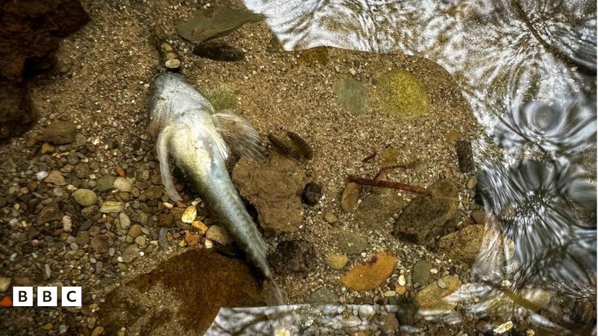 Afon lle cafodd pysgod marw eu darganfod yn 'ddiogel' - BBC Cymru Fyw