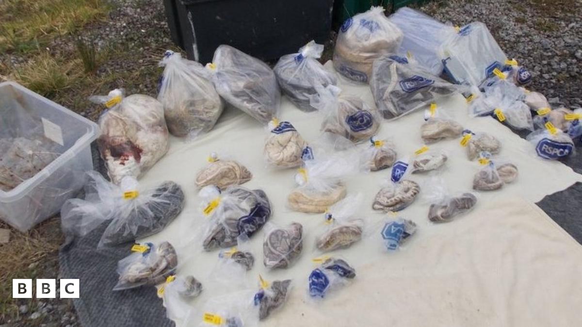 27 neidr wedi eu gadael ar ochr ffordd yn Sir Benfro - BBC Cymru Fyw