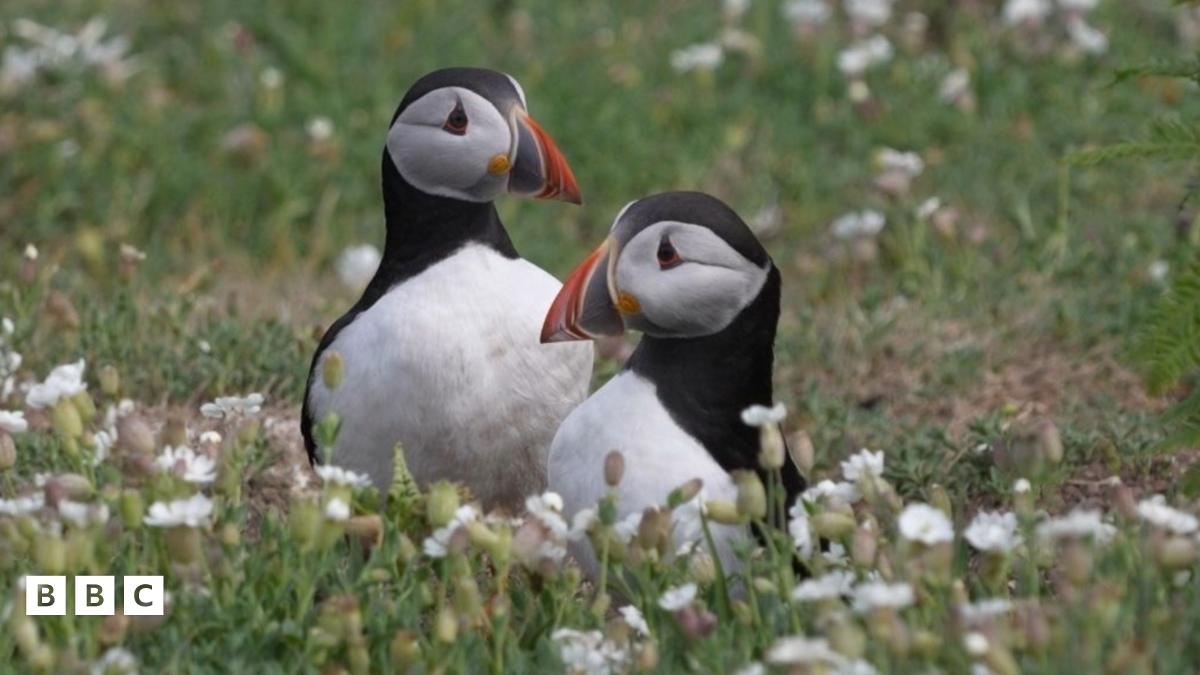 Sgomer: Yr ynys yng Nghymru ble mae palod prin yn ffynnu - BBC Cymru Fyw
