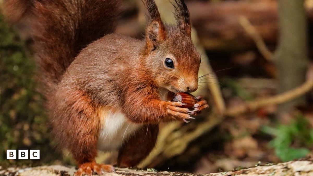 Galw am ddatblygu brechlyn i achub y wiwer goch - BBC Cymru Fyw